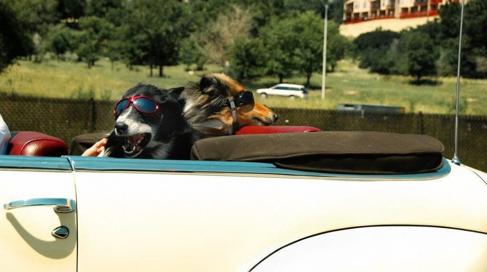 Safety Tips When Driving With Pets | Driving Lessons Edmonton